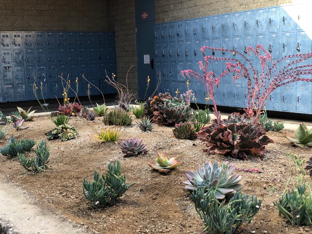 University High School Club plants succulents at its campus | Shadetree ...